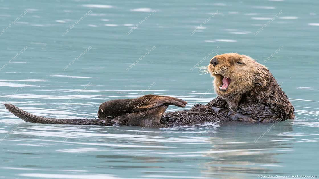 Seeotter: Überlebenskünstler des Ozeans mit einzigartigen Tricks