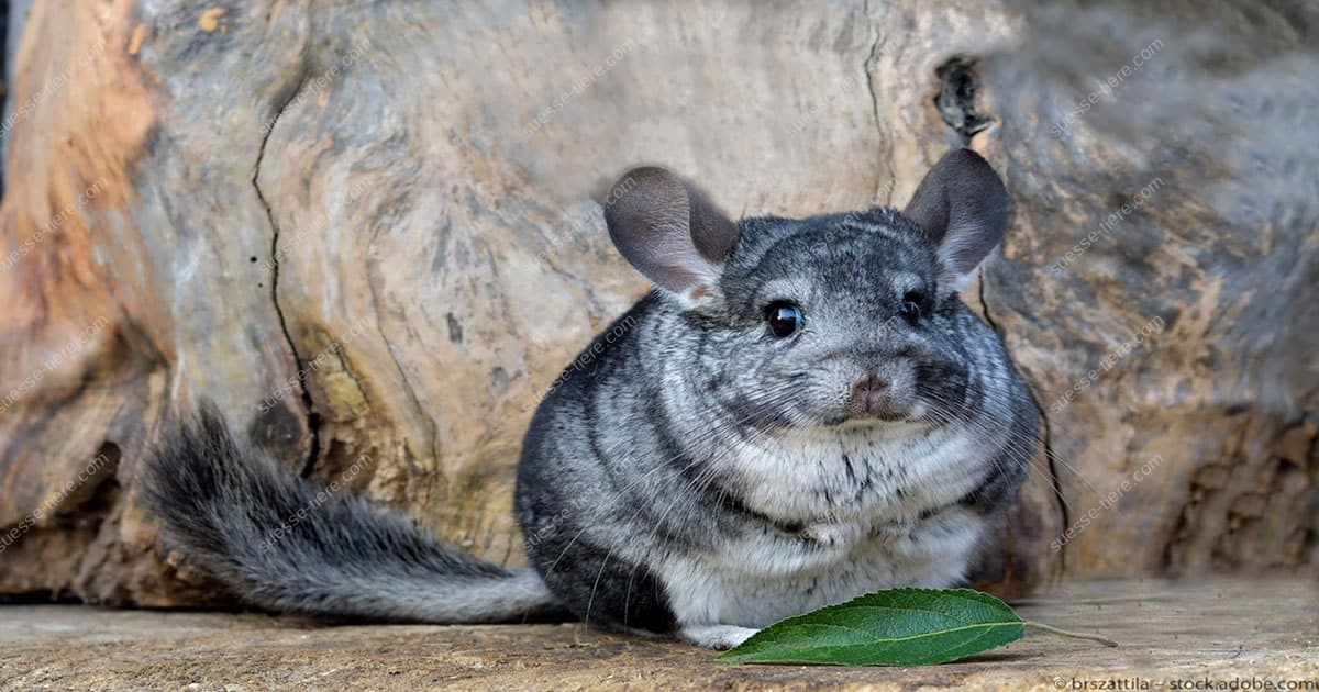 Chinchilla: Meister des Rückzugs in Höhen voller Gefahren