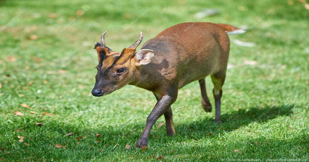Muntjak: Selbstbewusster Hirsch mit auffälligen Eckzähnen