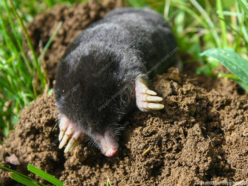 Schneeleoparden: Die geheimen Jäger des Hochgebirges