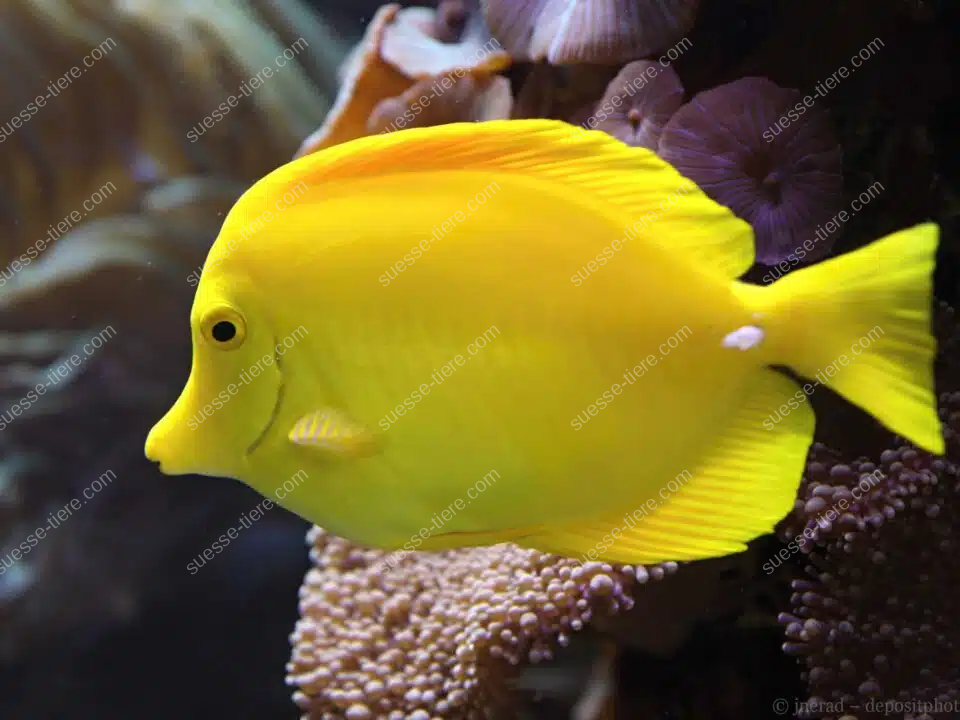 Hummer: Meister der Scheren aus den Tiefen der Küste